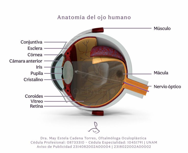 ¿Cómo funciona el ojo humano? - Oftalmo PV