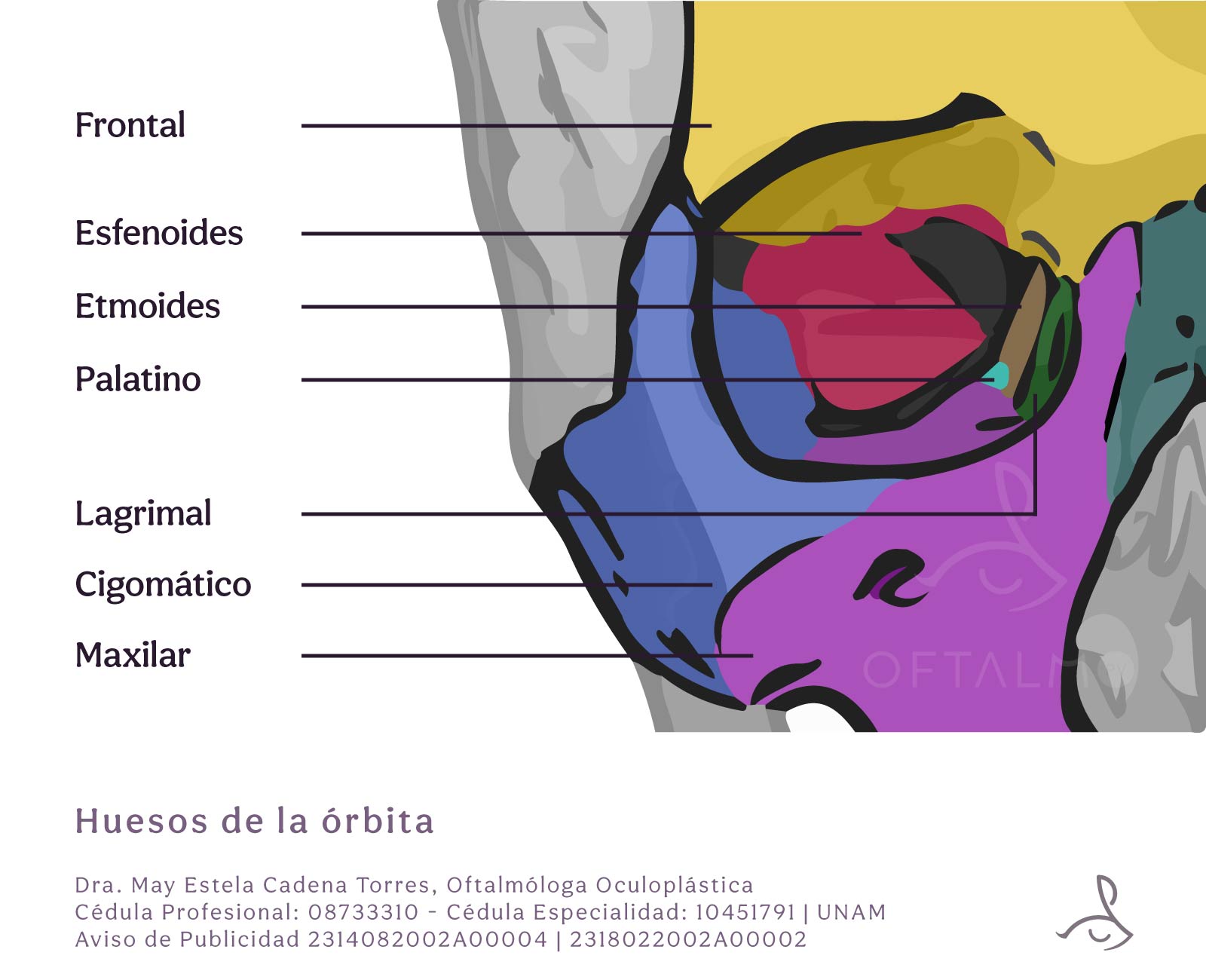 Anatomía de la órbita ocular - Oftalmo PV